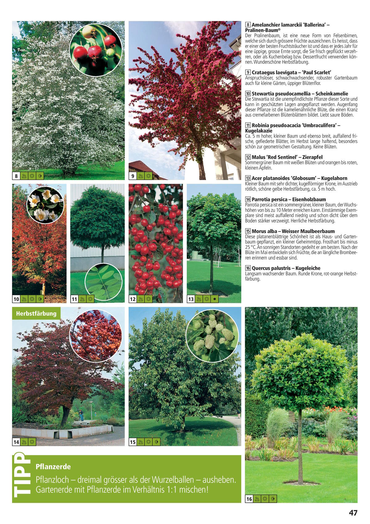 Baumschule - Baumschule